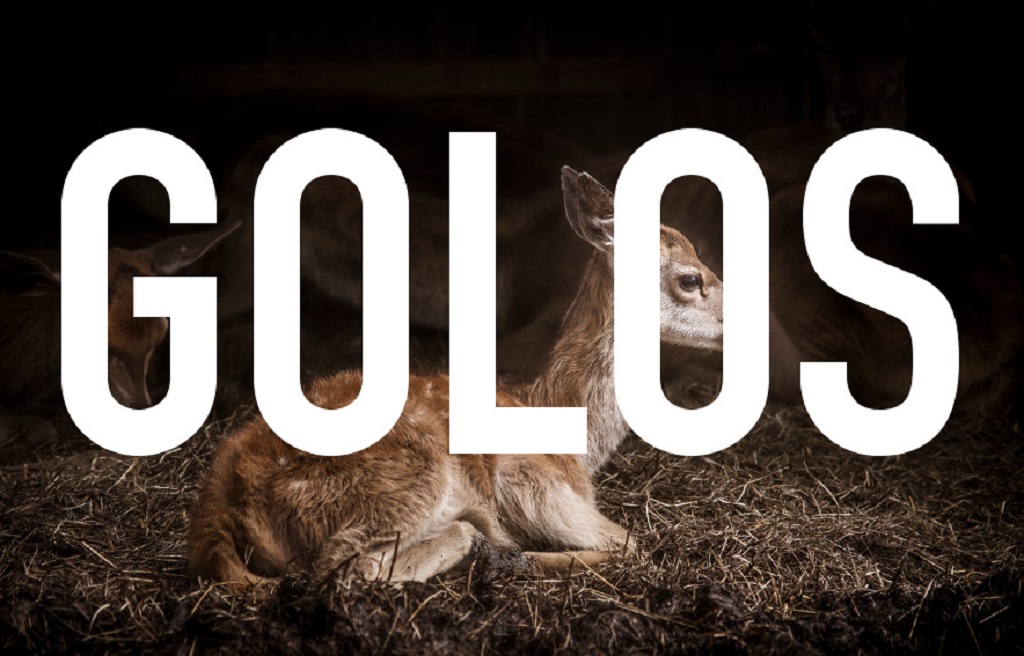 Golos là gì? Tìm hiểu về đồng tiền ảo GOLOS coin là gì?